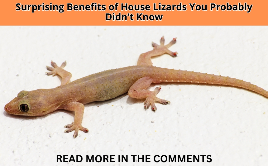 Surprising Benefits of House Lizards You Probably Didn’t Know